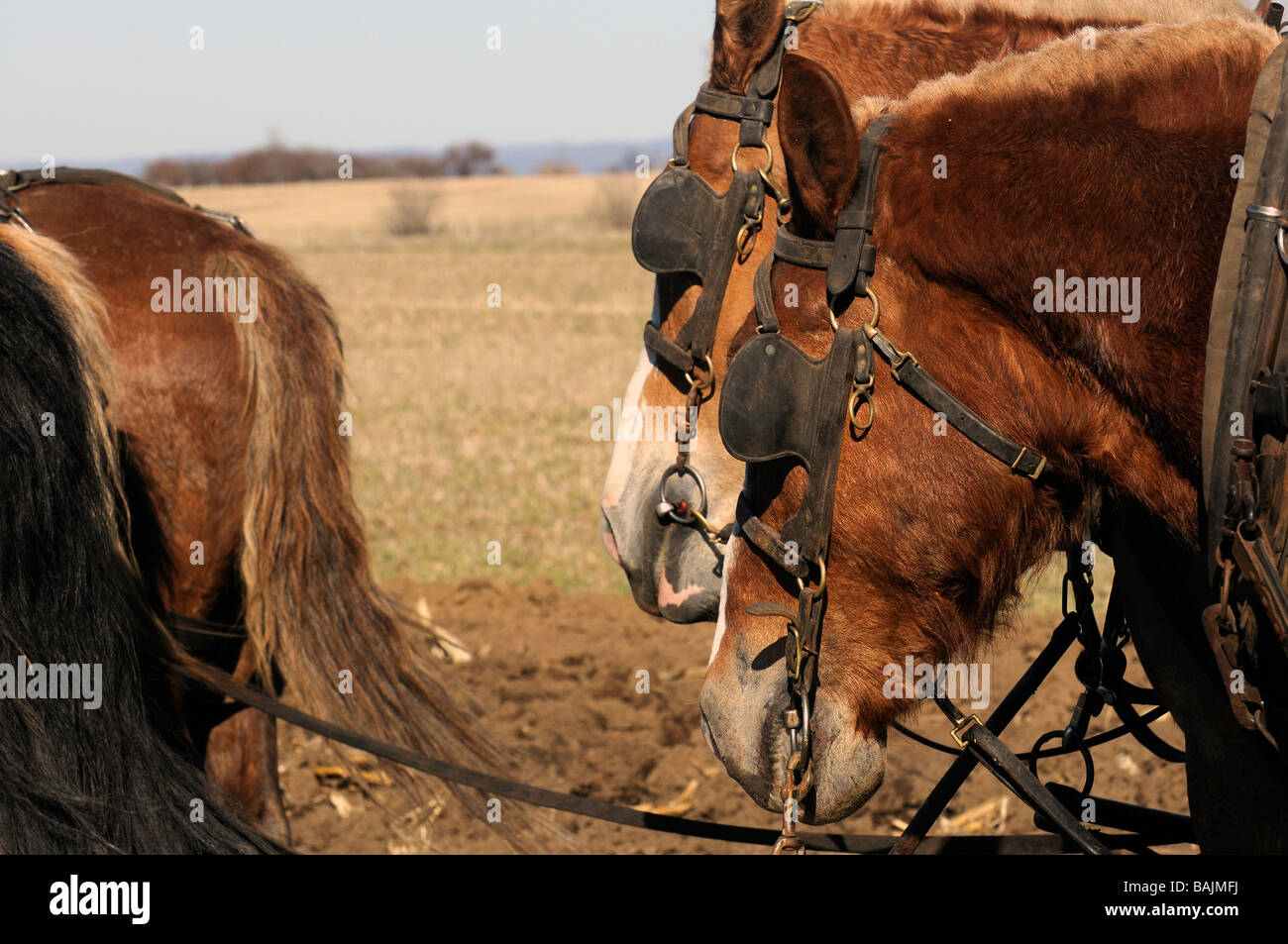 Amish plow horses in field plowing for spring planting in upperstate ...
