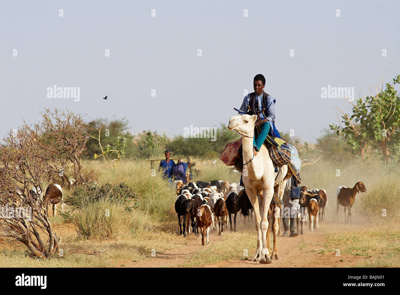 Niger, Tahoua region, Peul nomad camp, sheep herd Stock Photo - Alamy