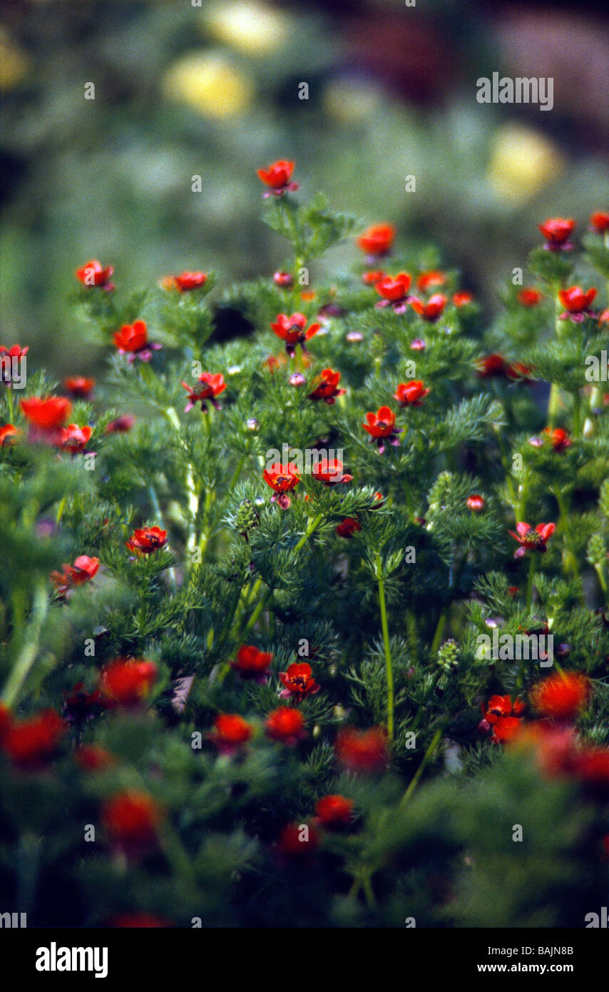 Adonis flowers hi-res stock photography and images - Alamy