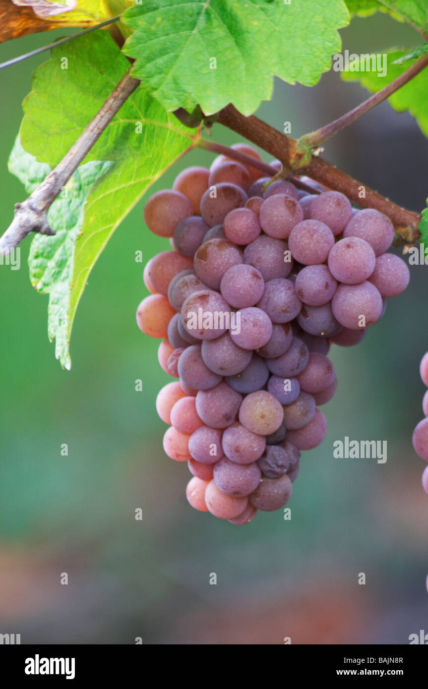 Gewurztraminer grape variety hi-res stock photography and images - Alamy