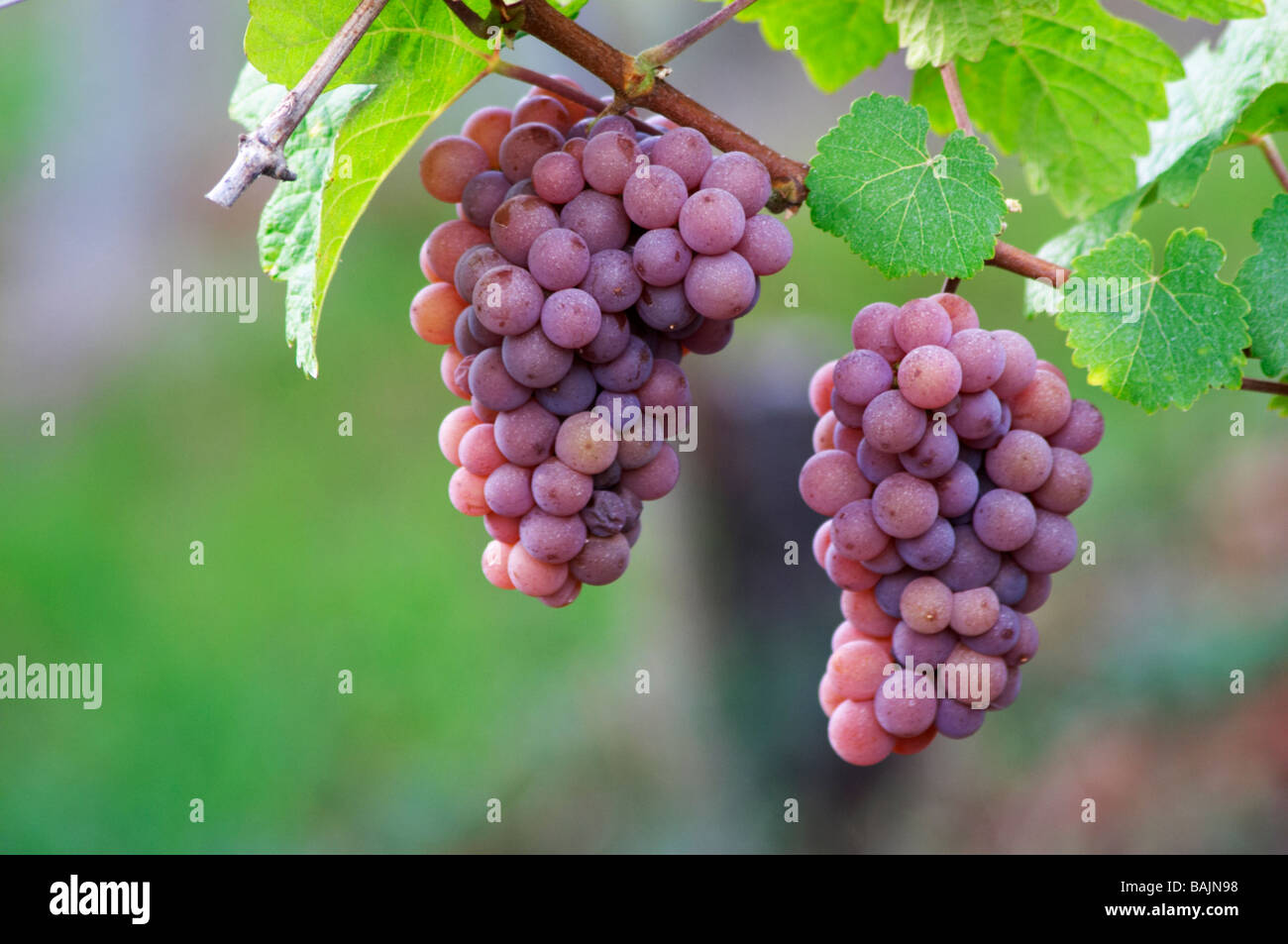 Gewurztraminer grape variety hi-res stock photography and images - Alamy