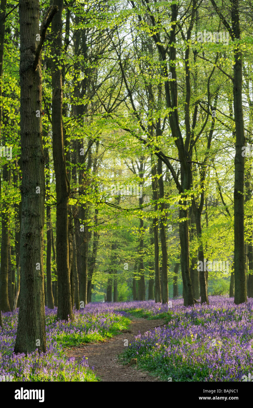 Dockey Wood ,Ashridge estate, Hertfordshire, England, UK Stock Photo ...