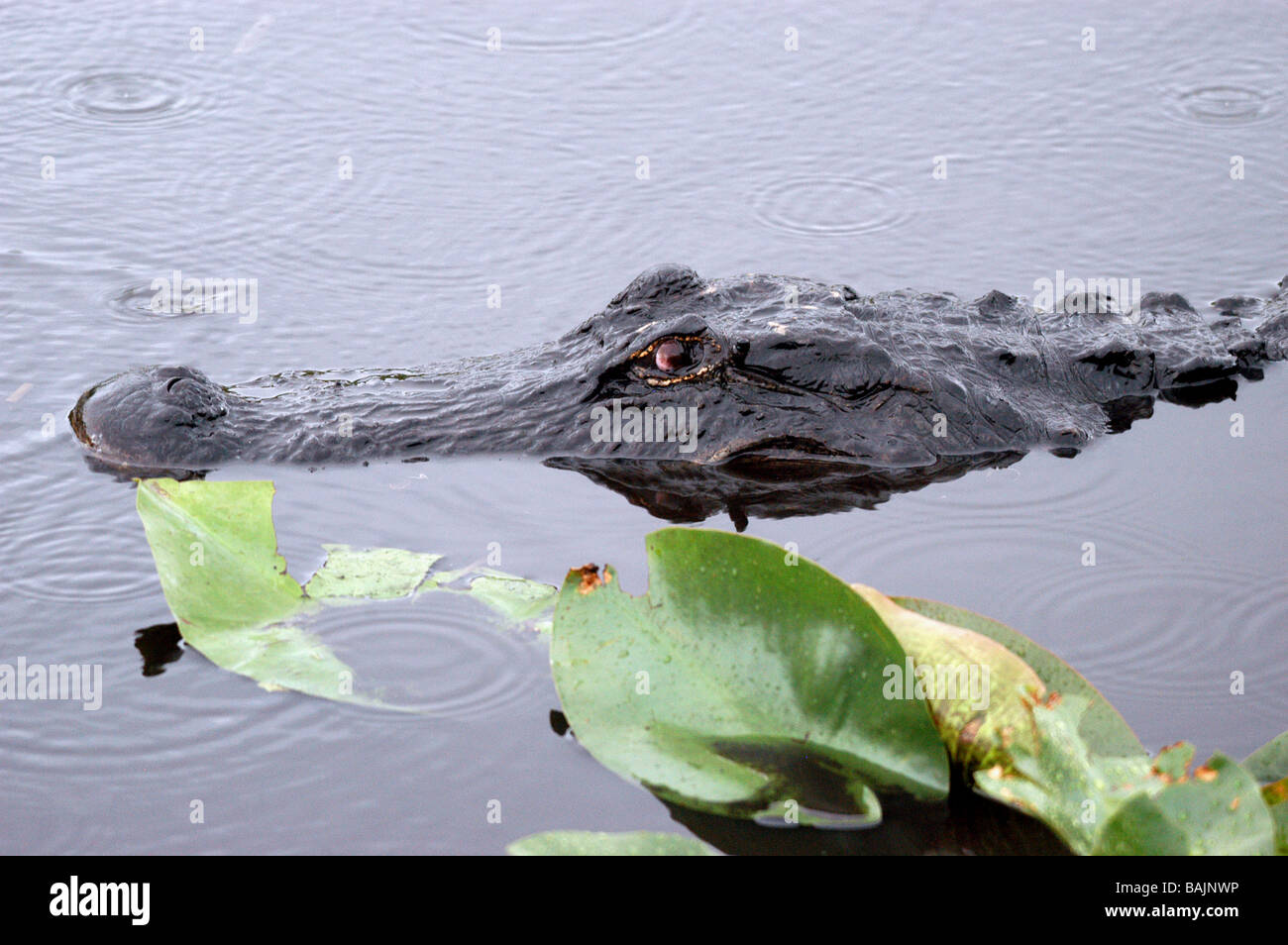 Alligators hi-res stock photography and images - Alamy