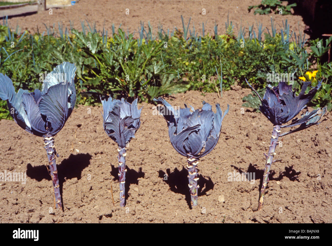 Four purple cabbages growing in a line on tall stalks in a vegetable ...