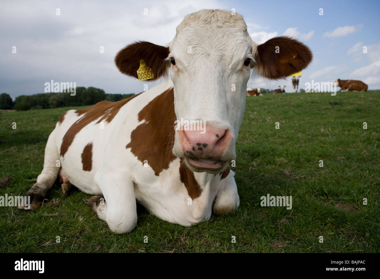 Dairy Cows in Denmark Stock Photo - Alamy
