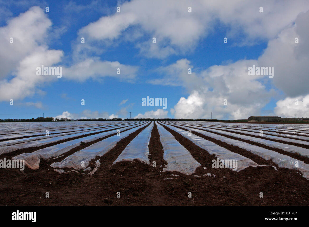 Farming fleece used to warm the soil for early planting of potatoes in ...