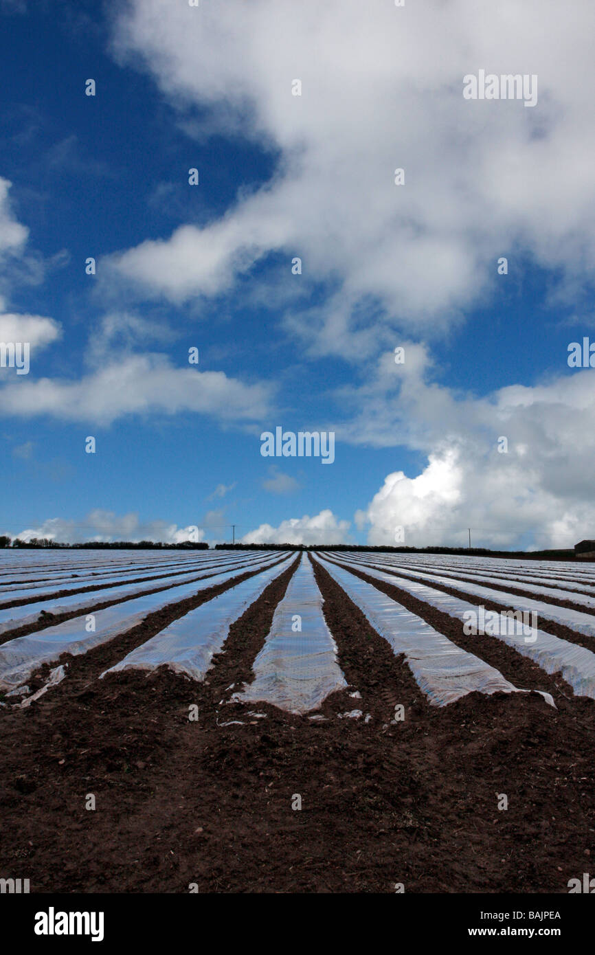 Farming in Pembrokeshire Fleece lining used to warm the soil for early ...