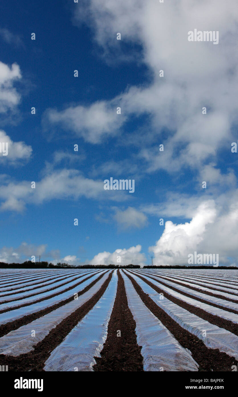 Farming fleece used to warm the soil for early planting Stock Photo - Alamy