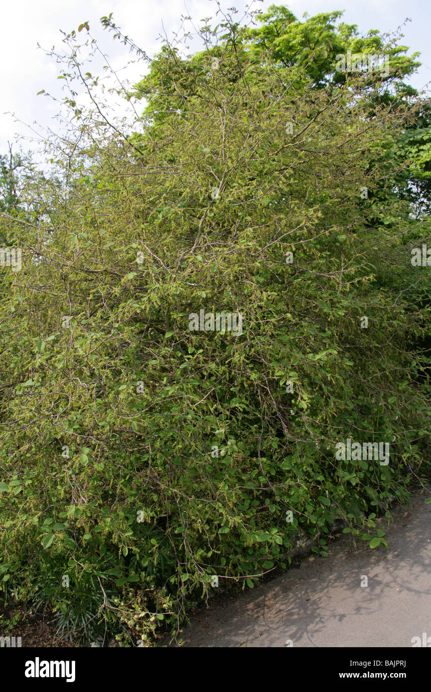 Chinese Witch Hazel or Winter Hazel Corylopsis sinensis, Hamamelidaceae ...