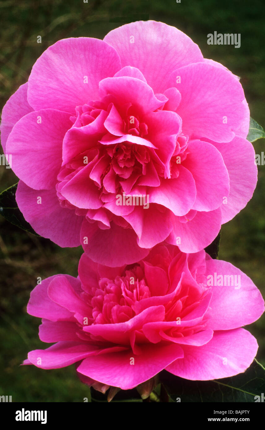 Camellia x williamsii 'Debbie' pink flower flowers garden plant Stock ...