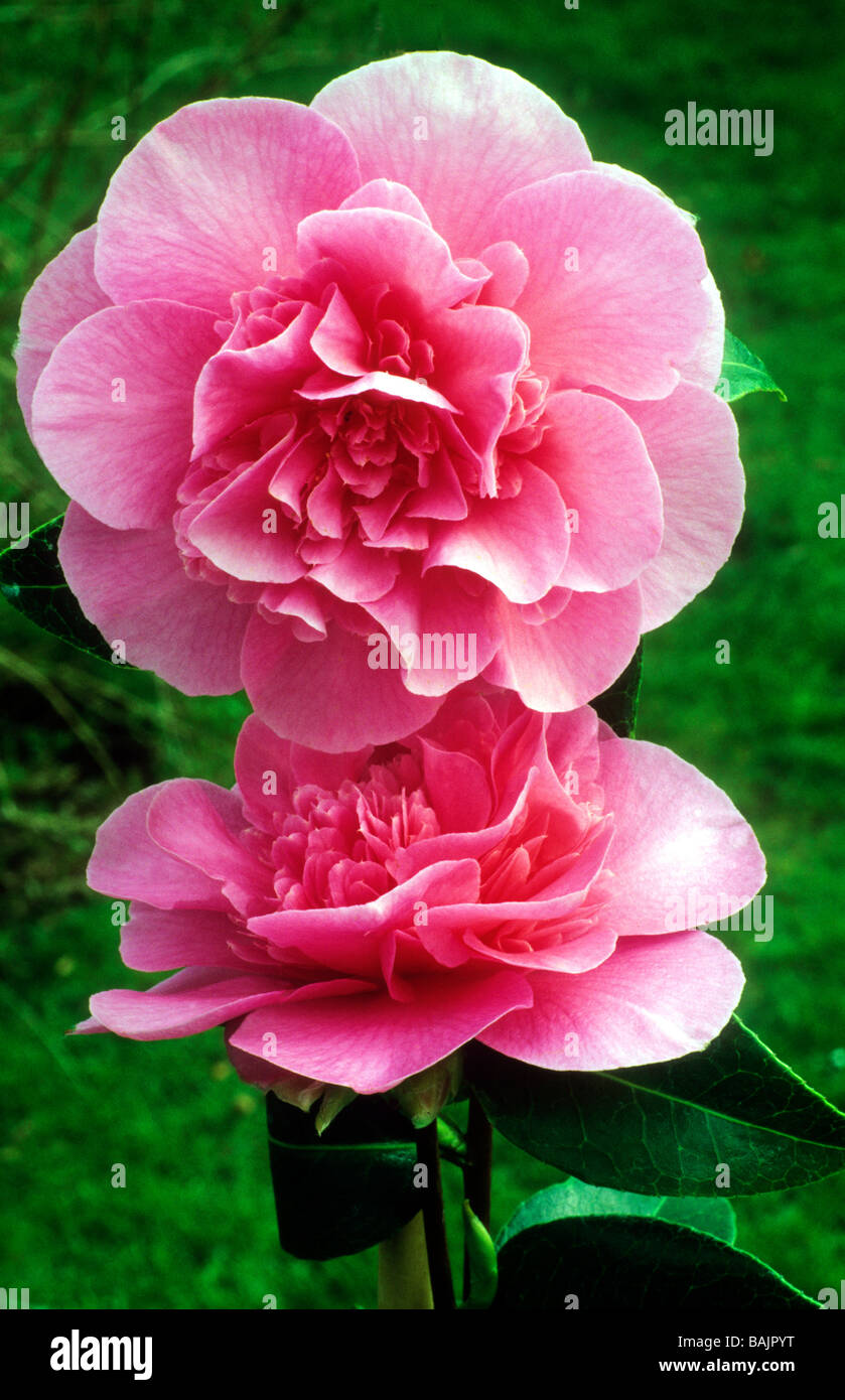 Camellia x williamsii 'Debbie' pink flower flowers garden plant Stock ...