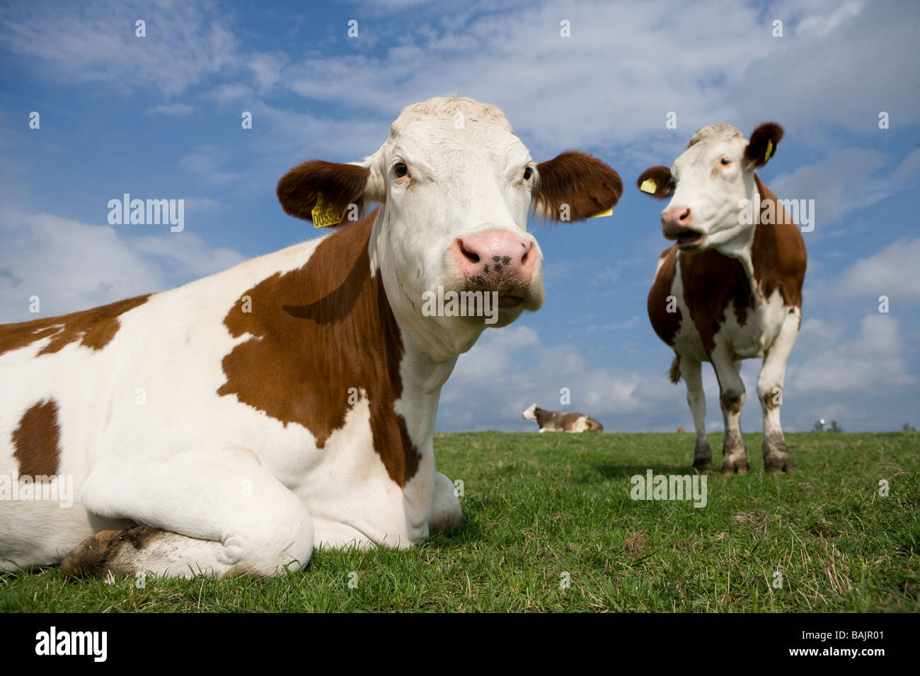 Dairy Cows in Denmark Stock Photo - Alamy