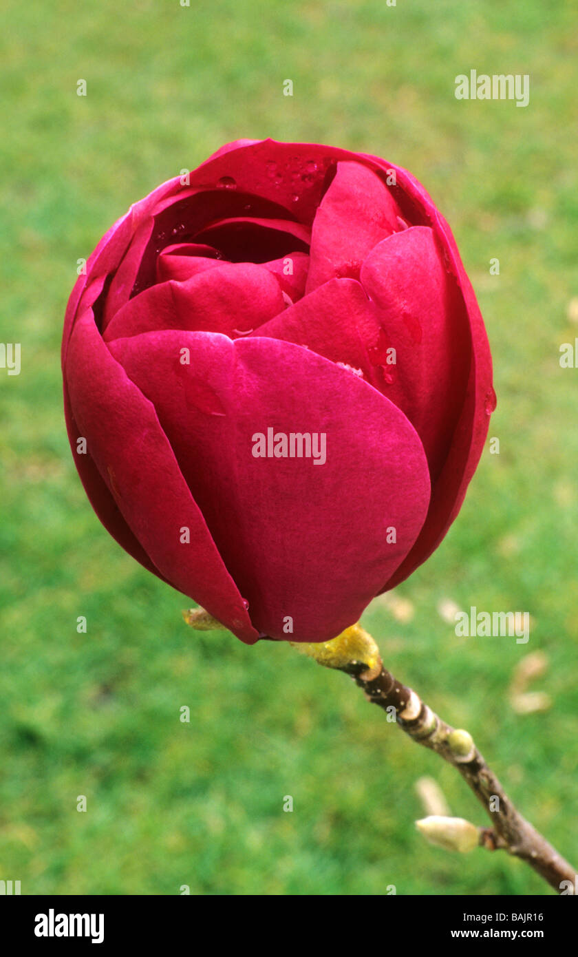 Magnolia 'Black Tulip' dark red flower garden plant Stock Photo - Alamy
