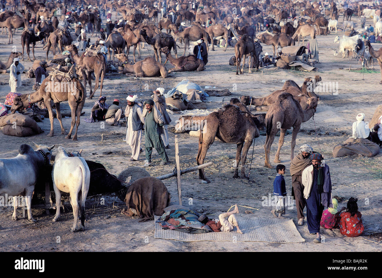 Pakistan, Balouchistan Province, Sibi mela, camels fair of Sibi Stock ...