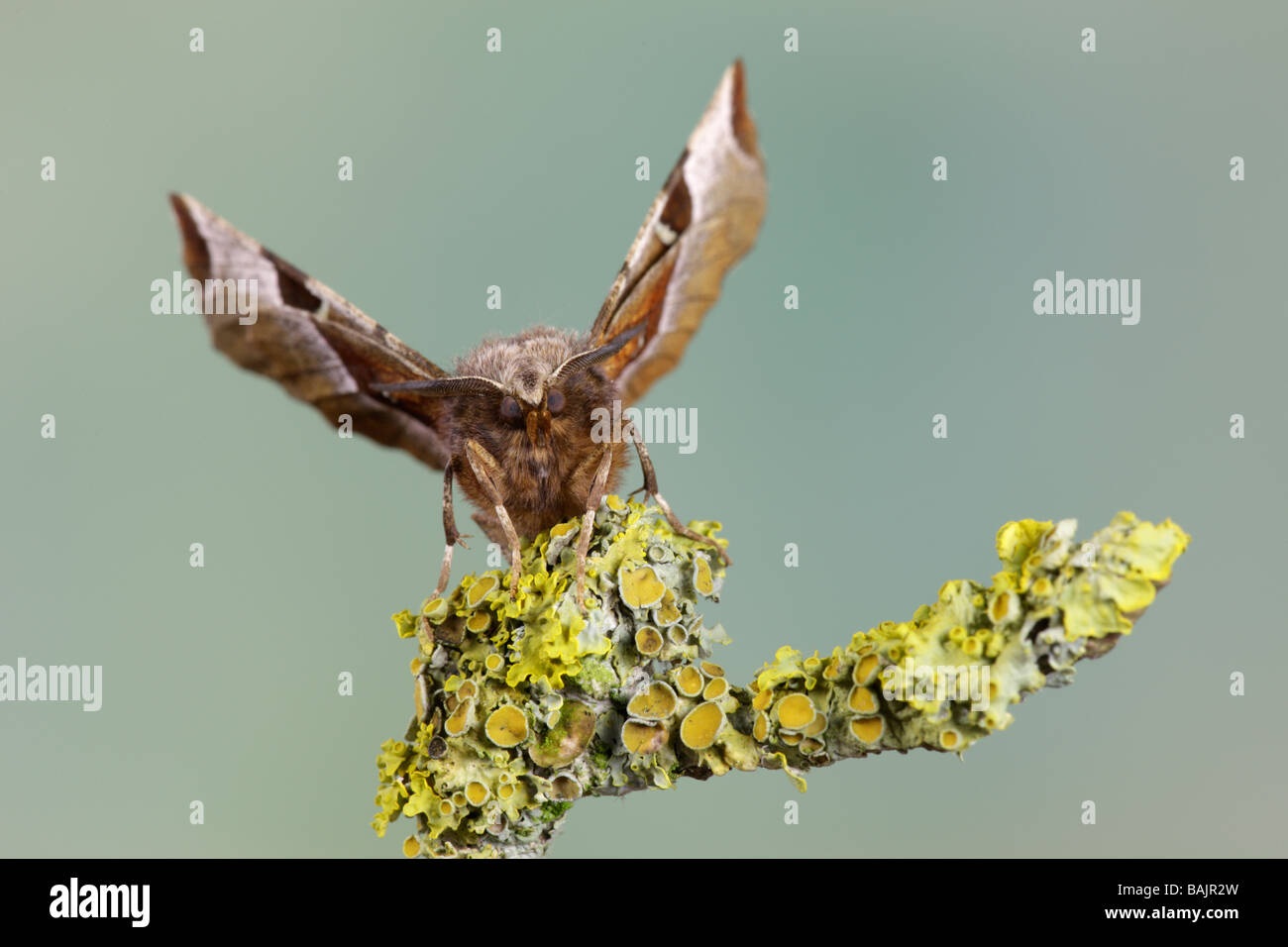 Early Thorn Selenia dentaria Stock Photo - Alamy
