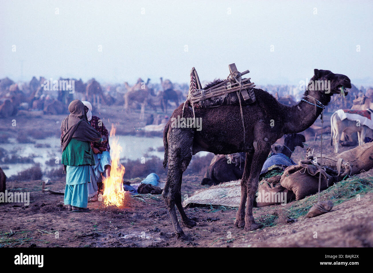 Pakistan, Balouchistan Province, Sibi mela, camels fair of Sibi Stock ...