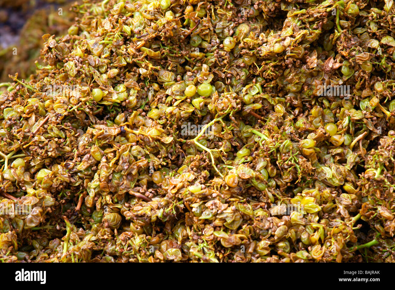 Grape skins and pips after pressing chardonnay clos des langres ardhuy ...