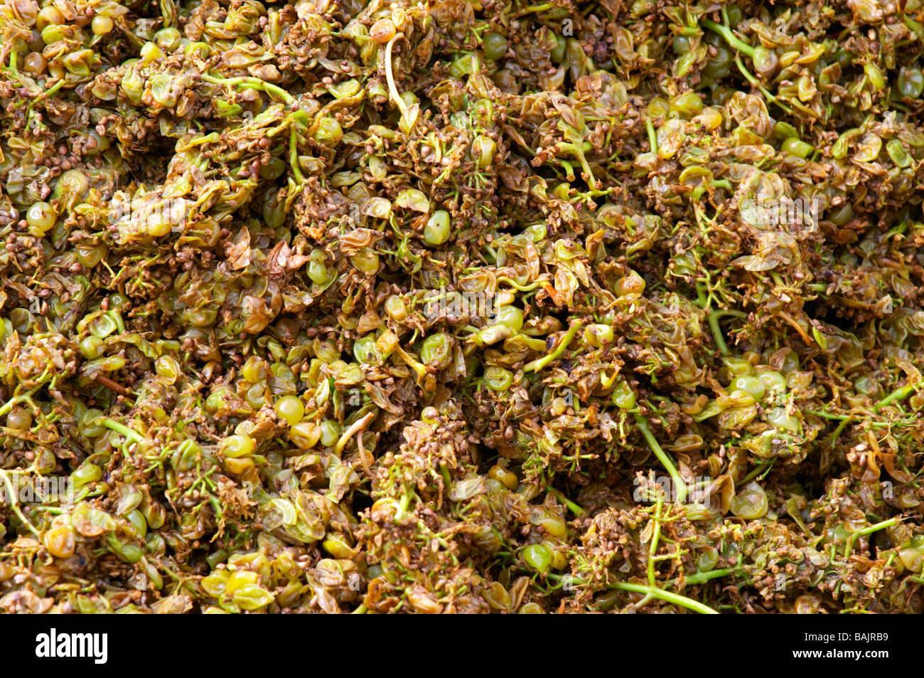 Grape skins and pips after pressing chardonnay clos des langres ardhuy ...