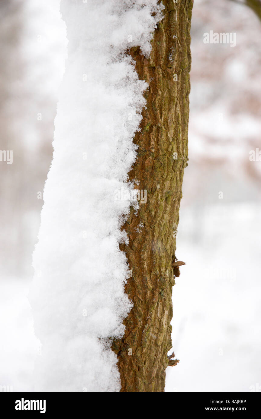 Snow on the side of a tree in winter Stock Photo - Alamy