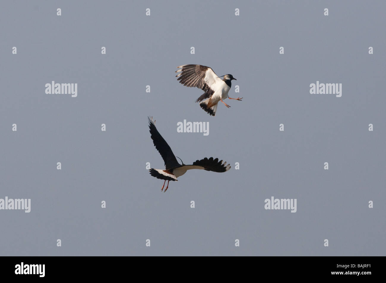 Crested lapwing hi-res stock photography and images - Alamy