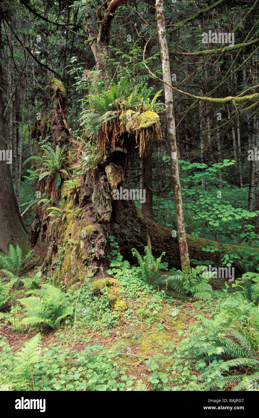 Ferns, Shrubs and trees growing in Washington State Stock Photo - Alamy