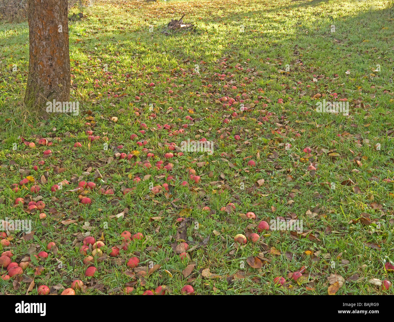 Falling fruit tree hi-res stock photography and images - Alamy