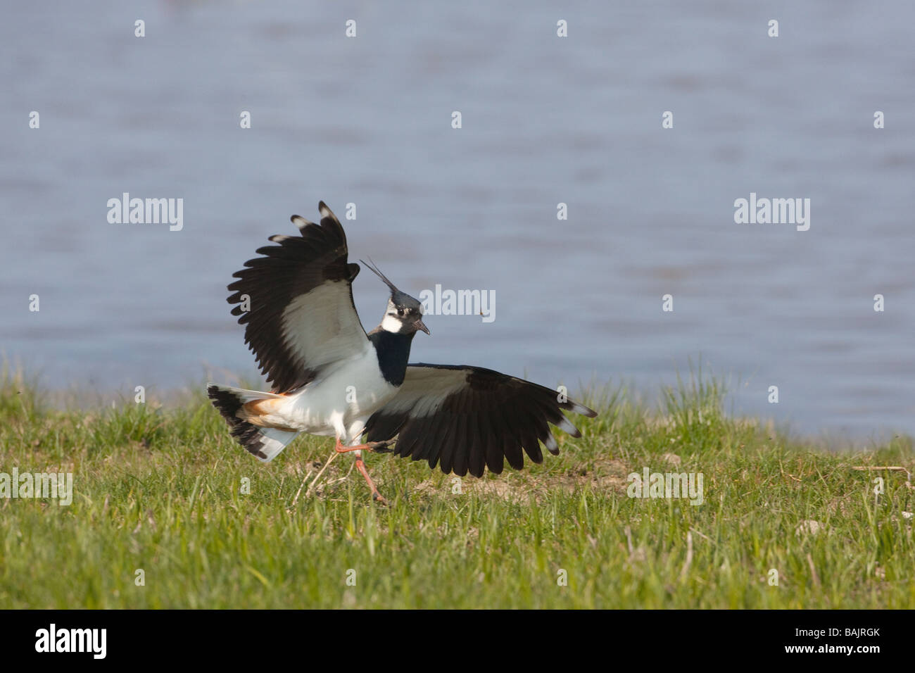 Crested lapwing hi-res stock photography and images - Alamy