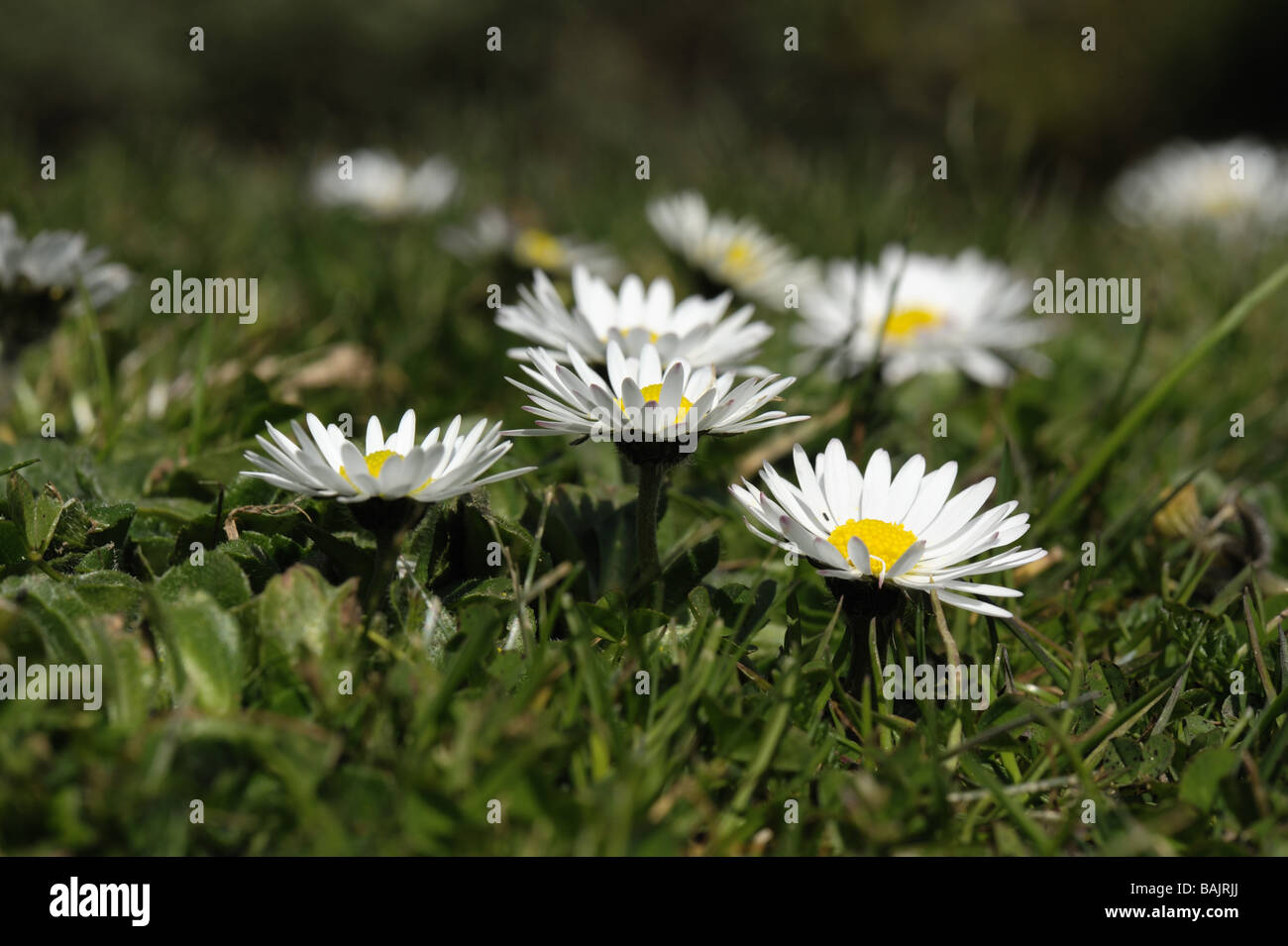 Ground level view of flowering daisy Bellis perennis in a garden lawn ...