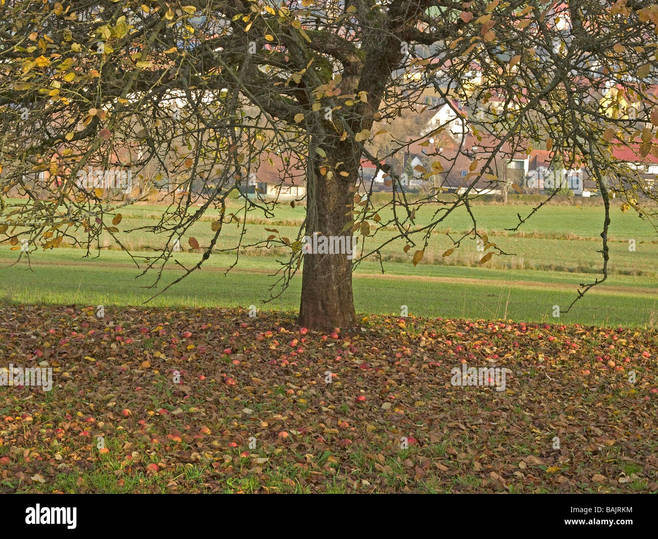 Tree Falling Down High Resolution Stock Photography and Images - Alamy