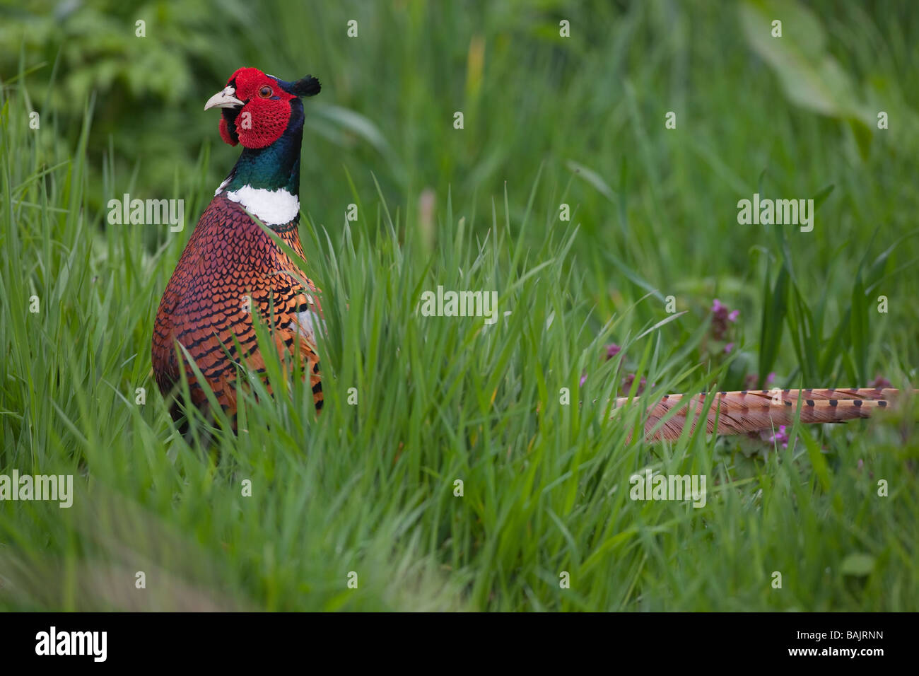 Pheasant in breeding plumage hi-res stock photography and images - Alamy