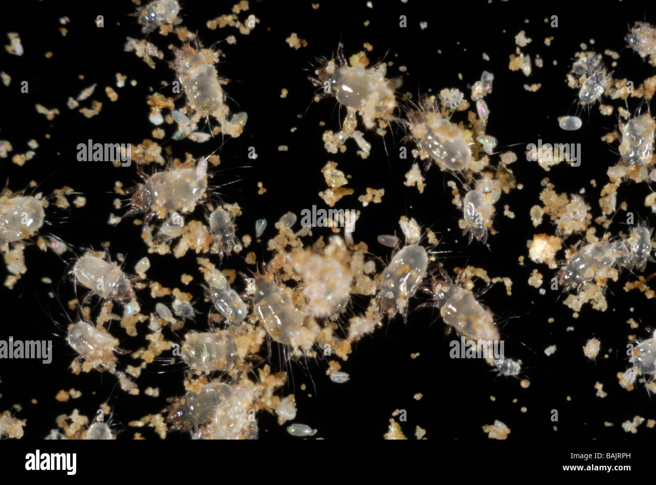 Storage mites hi-res stock photography and images - Alamy