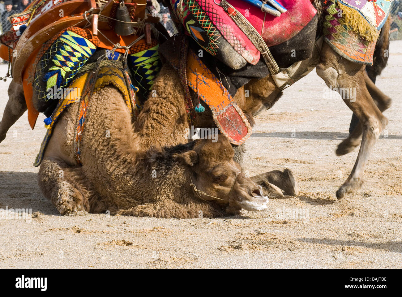 traditional camel fight Stock Photo - Alamy
