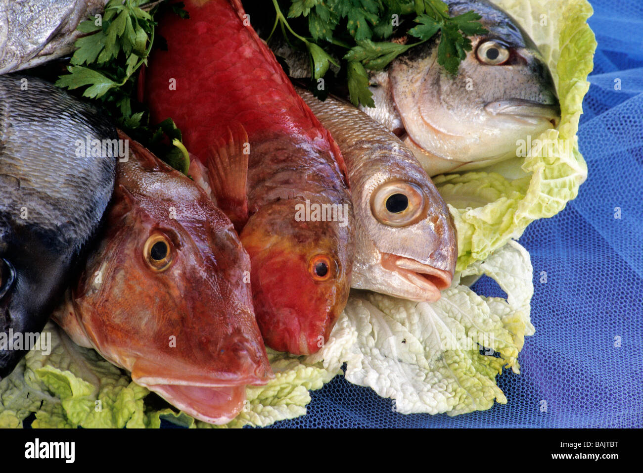 Canary wrasse hi-res stock photography and images - Alamy