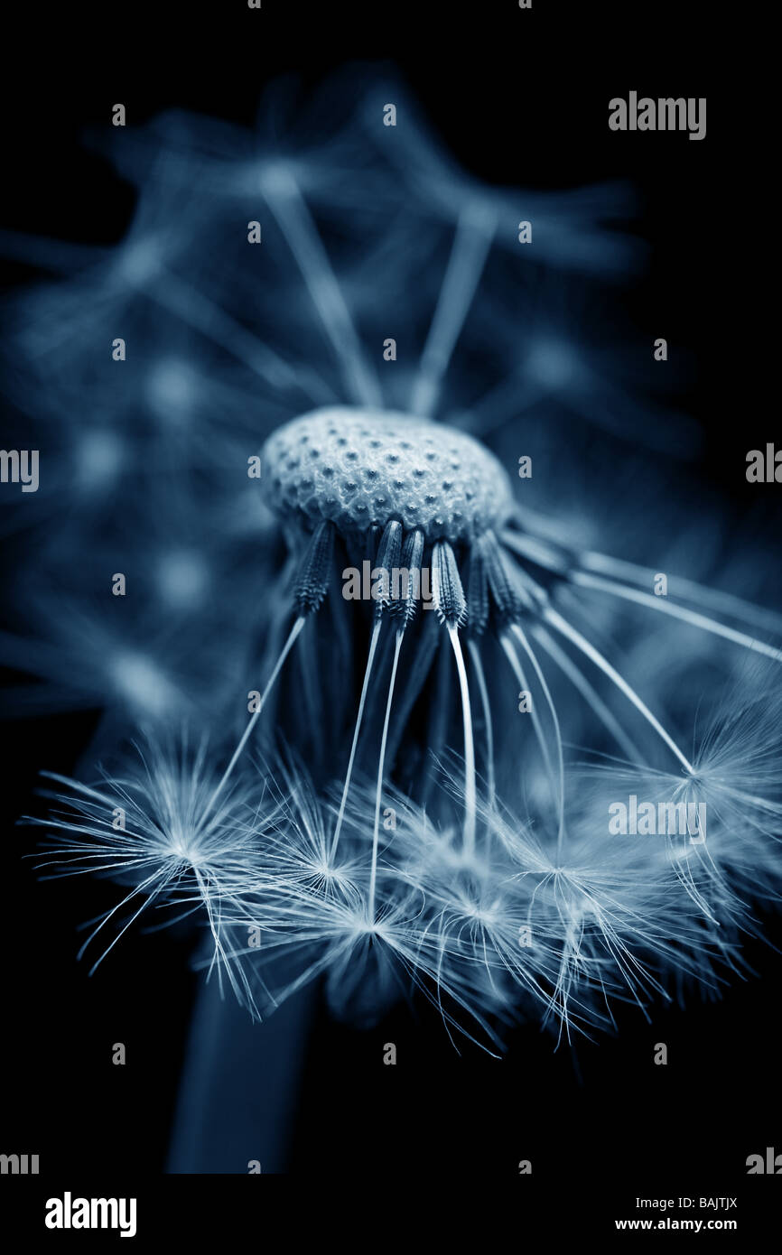 dandelion with seeds ready for dispersal Stock Photo - Alamy