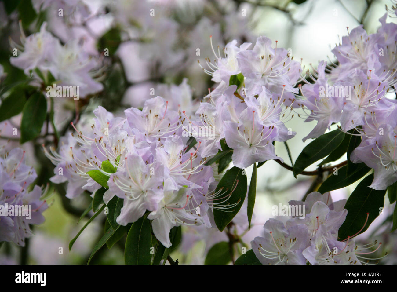 Lilac Coloured Rhododendron, Ericaceae Stock Photo - Alamy