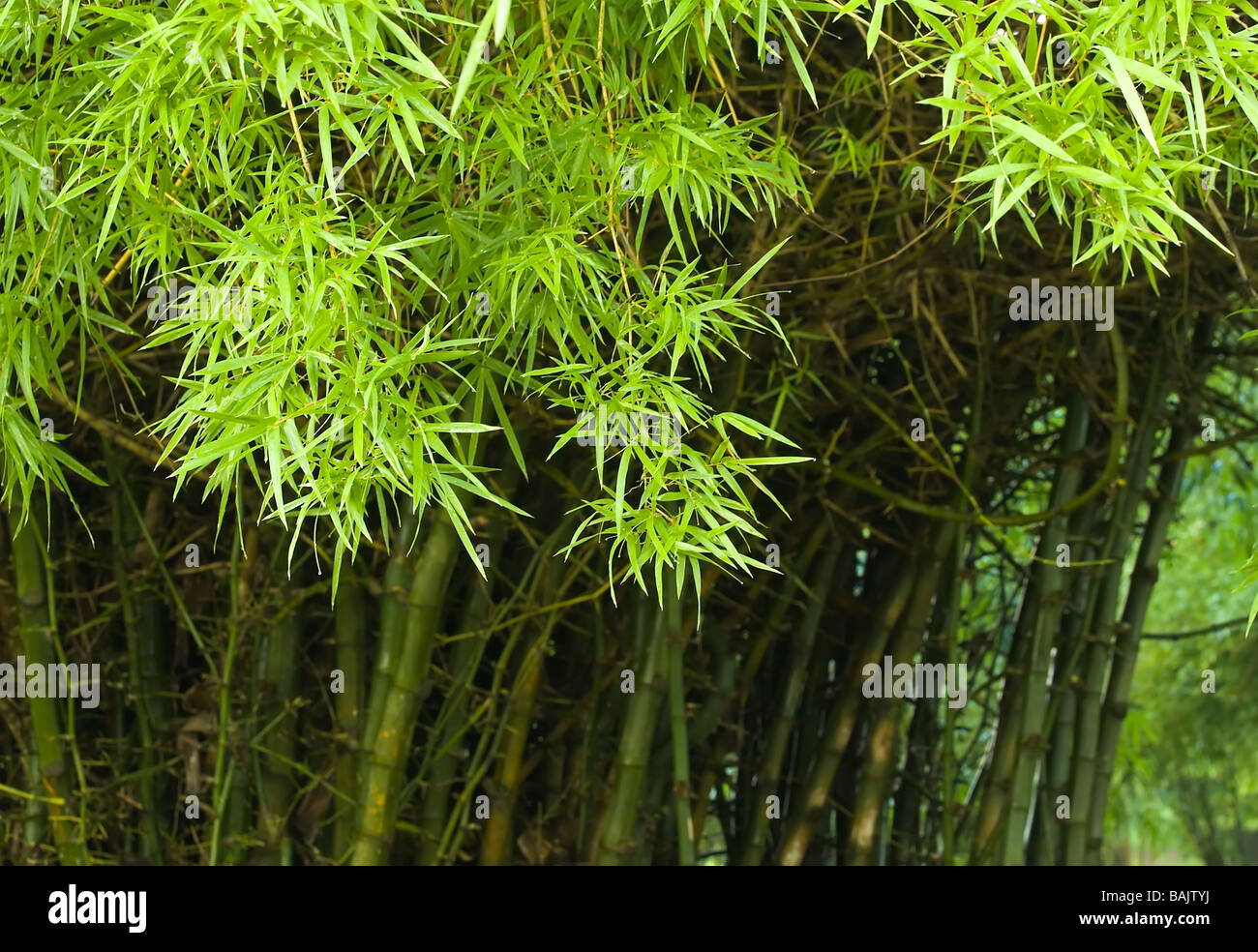 Spiky bamboo hi-res stock photography and images - Alamy