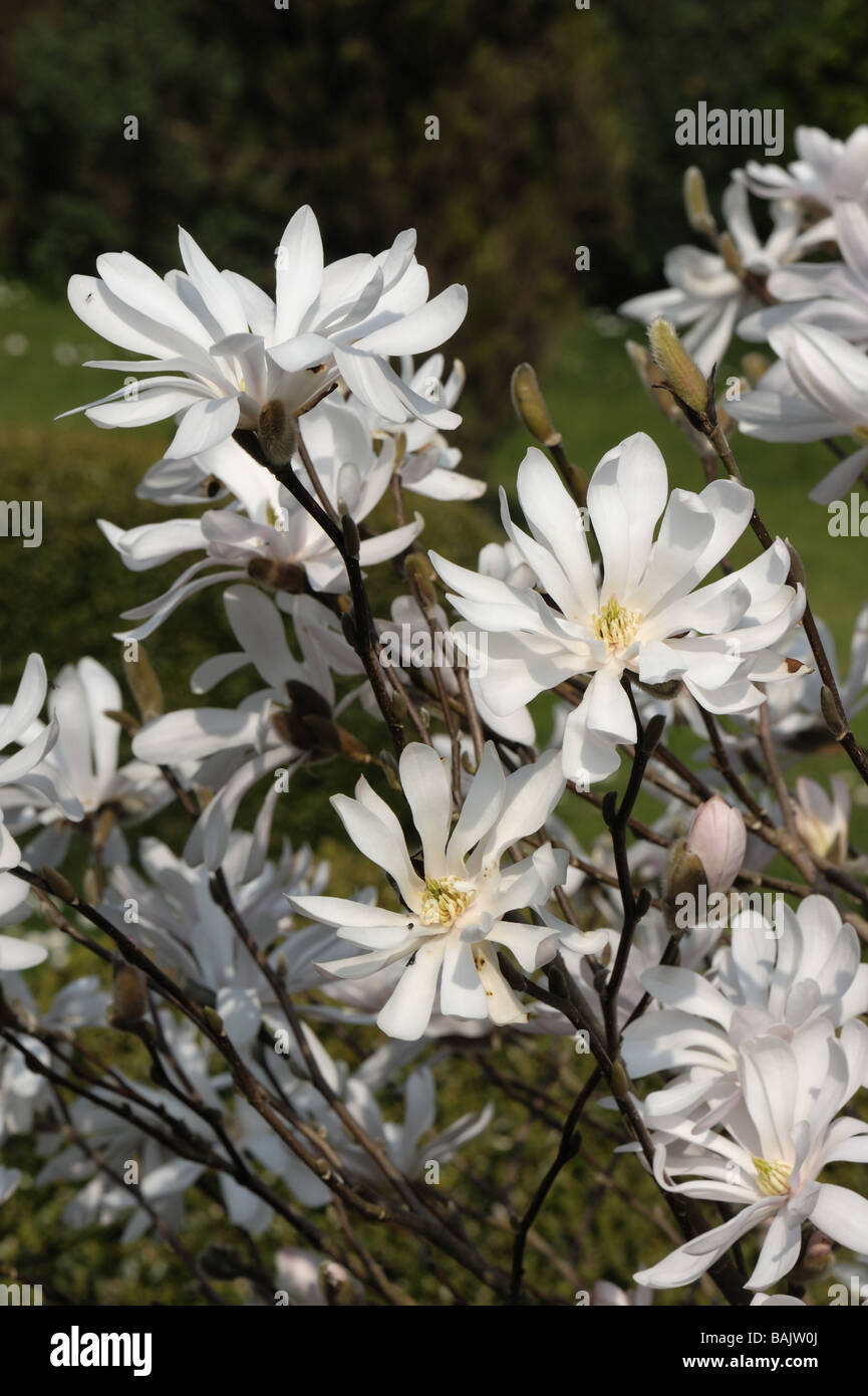 White Magnolia Garden High Resolution Stock Photography and Images - Alamy