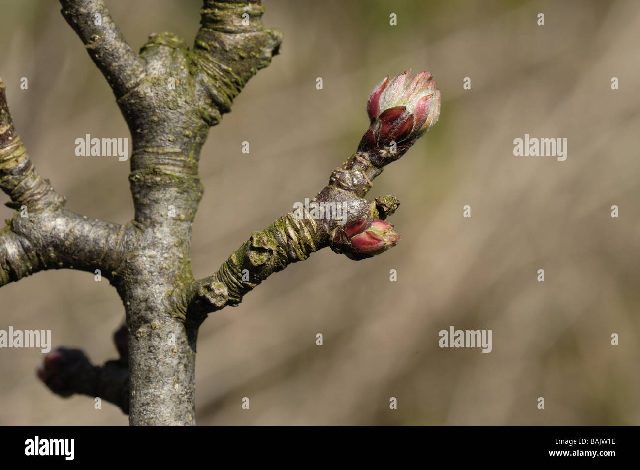 Apple tree buds malus communis hi-res stock photography and images - Alamy