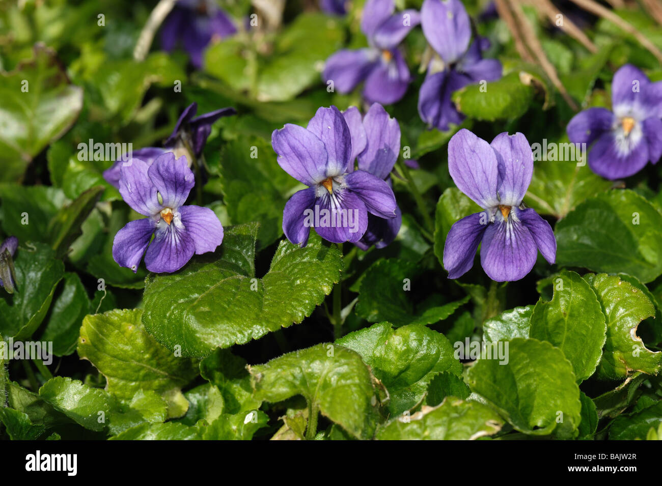 Common dog violet Viola riviniana flowering plant Stock Photo - Alamy
