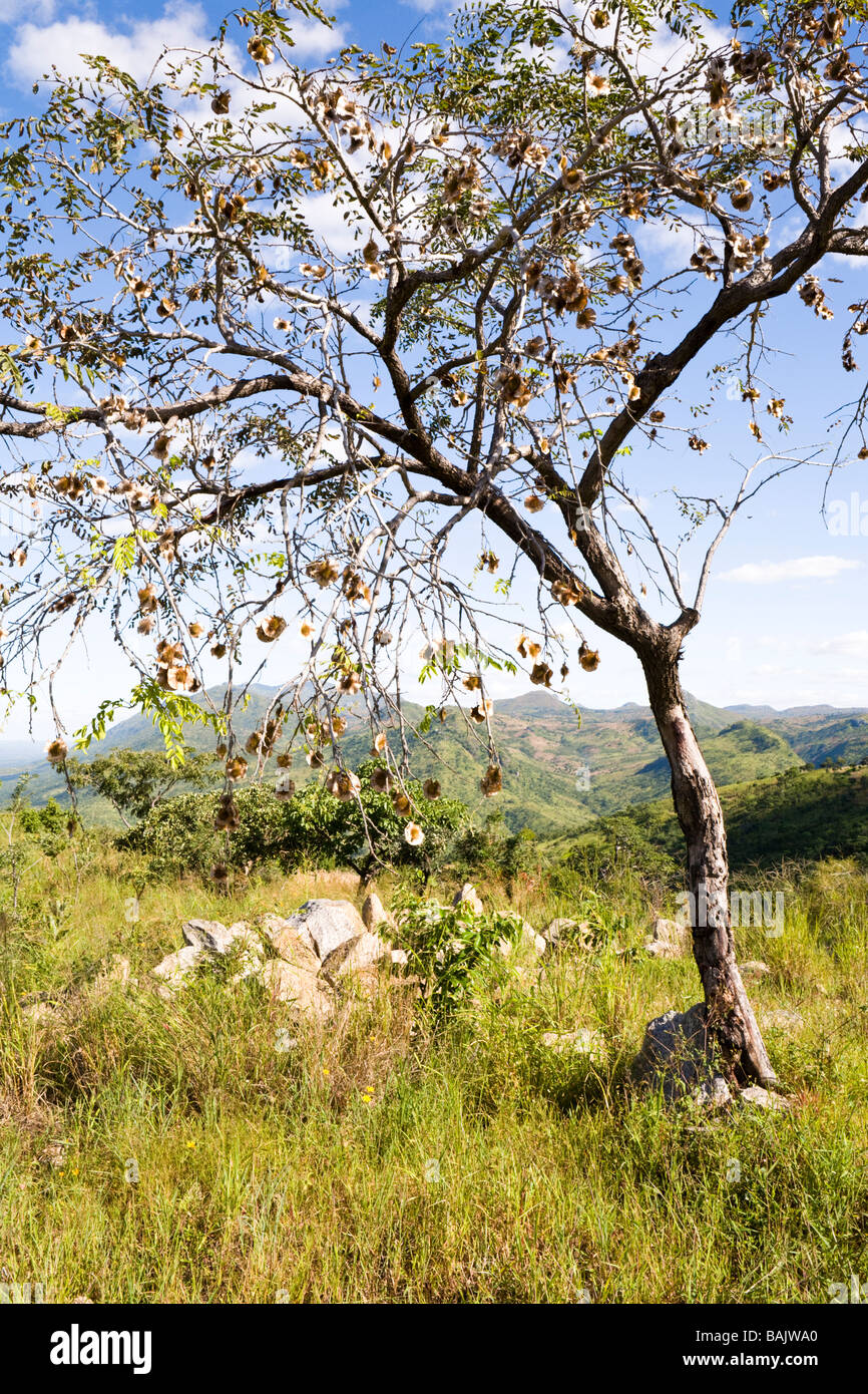 A tree growing in the Kirk Range east of Dedza, Malawi, Africa Stock ...