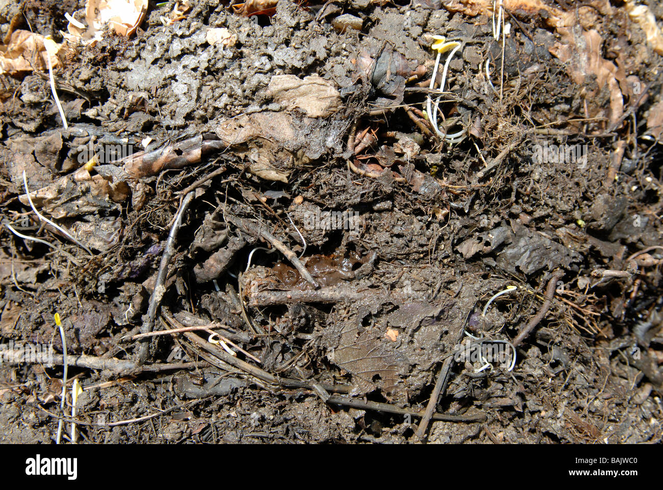 Decomposing grass compost hi-res stock photography and images - Alamy