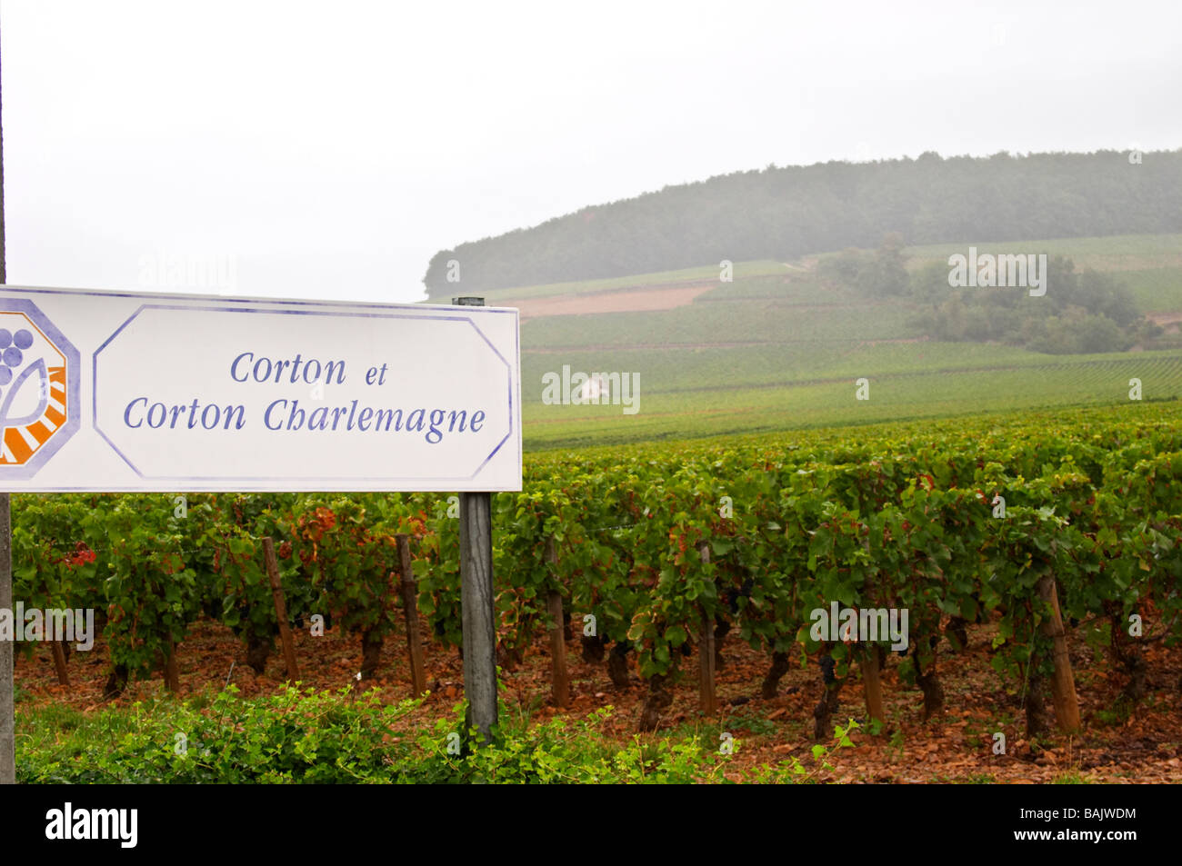 Vineyards hill of corton hi-res stock photography and images - Alamy