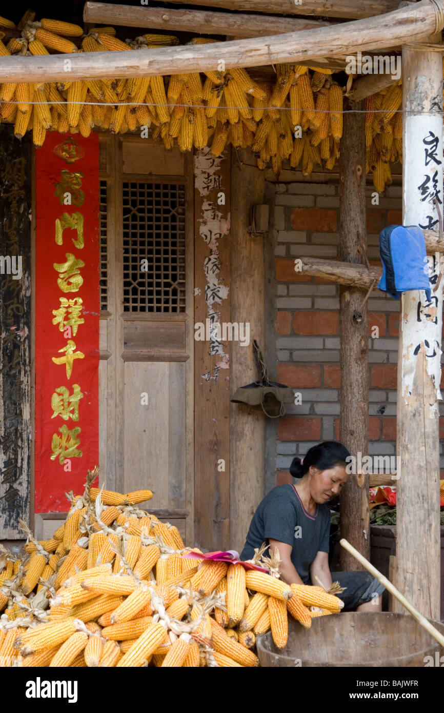 A woman removing the outer sheath from stalks of corn to hang out the ...