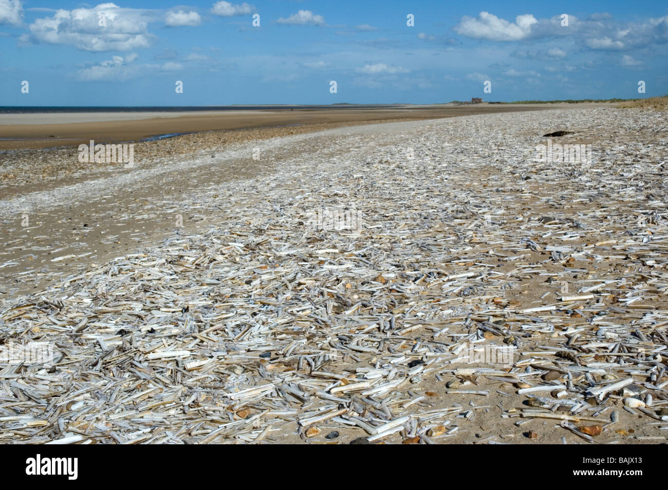 Razor shells on the beach at Titchwell, Norfolk Stock Photo - Alamy