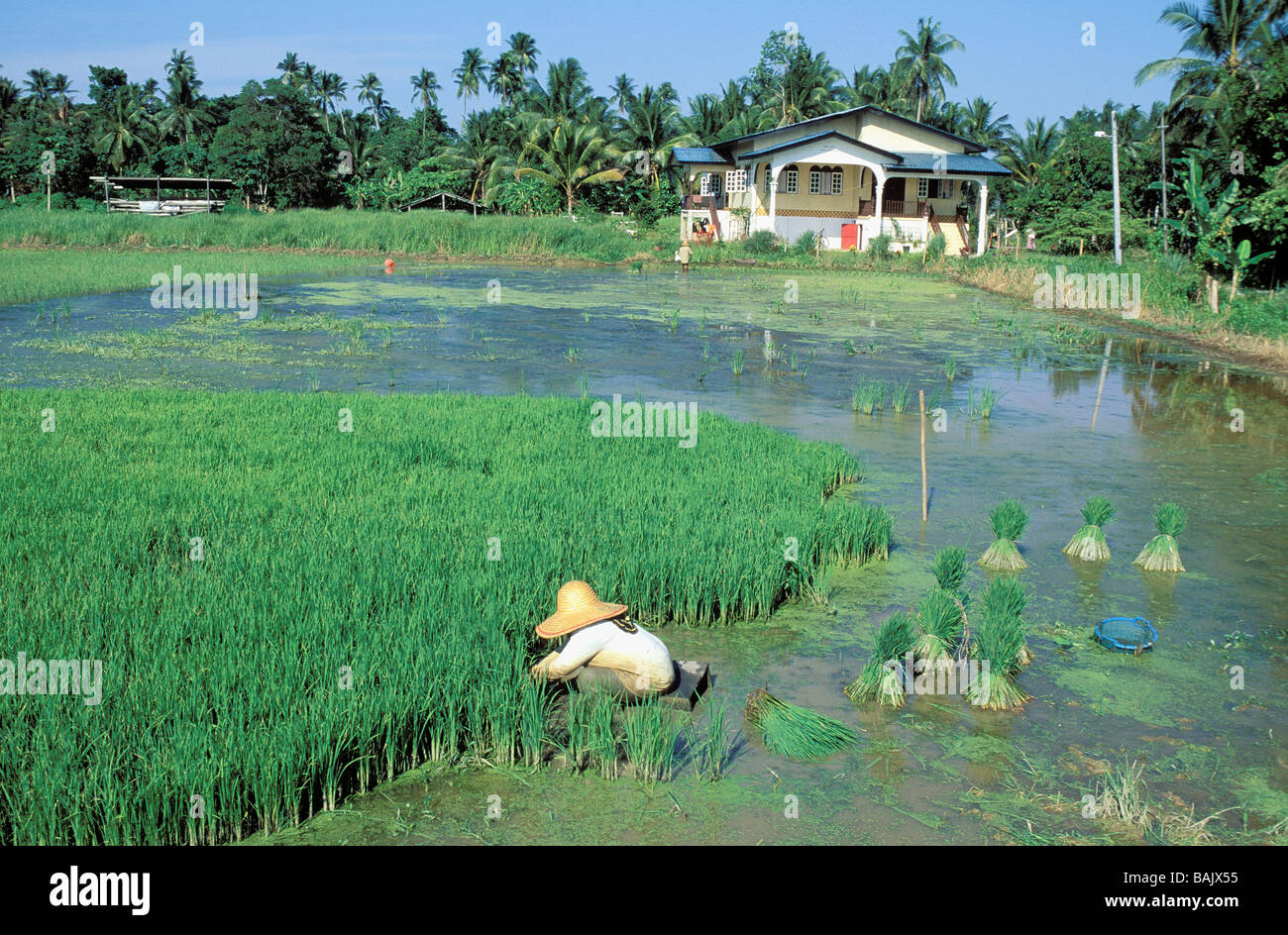 Malaysia, Kelantan State, Kota Bharu, rice field Stock Photo - Alamy