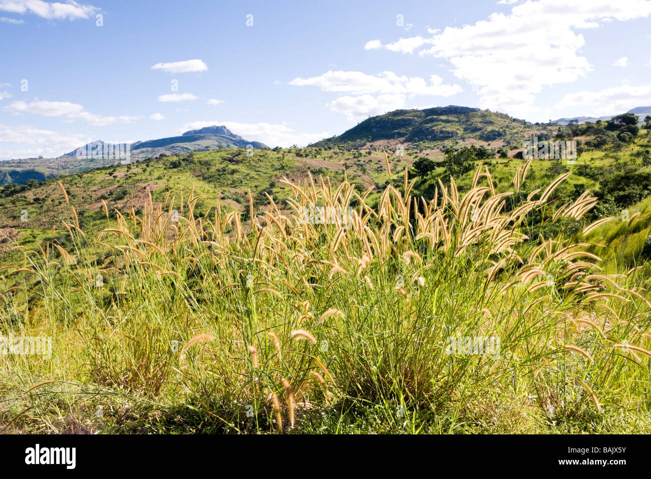 Flowering grasses in the Kirk Range east of Dedza, Malawi, Africa Stock ...
