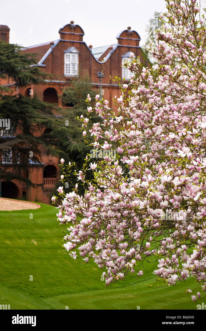 English magnolia tree hi-res stock photography and images - Alamy