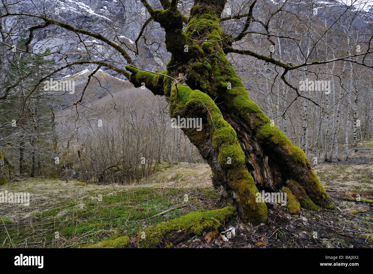 Lone large tree hi-res stock photography and images - Alamy