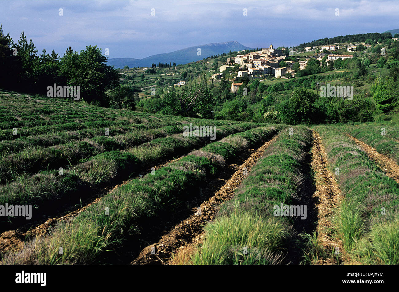 France, Vaucluse, lavender fields and village of Aurel Stock Photo - Alamy