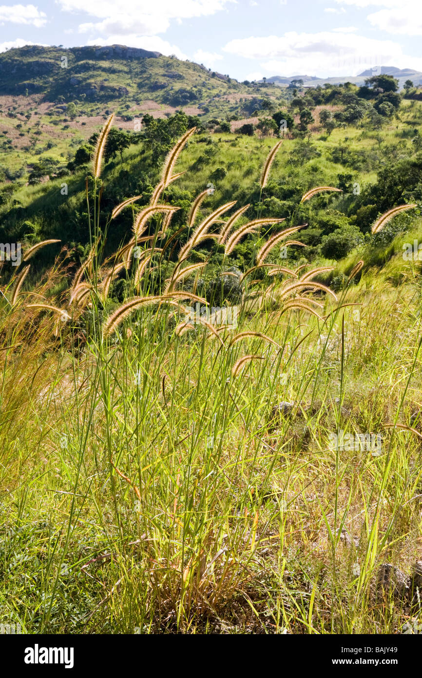 Flowering grasses in the Kirk Range east of Dedza, Malawi, Africa Stock ...